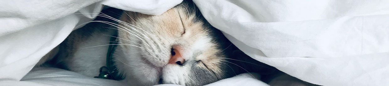 Mastering the Art of Chill: A Guide to Embracing CBD's Tranquil Effects ...